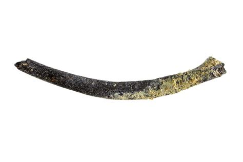 55 Permian Reptile Rib Fossil Oklahoma For Sale 143035