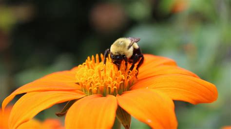 Celebrate National Pollinator Week Penn State Outreach