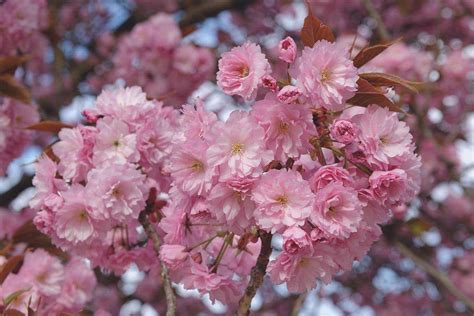 8 Alberi Con Fiori Rosa Per Il Giardino Lafalda It