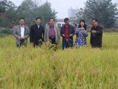 信阳市农科院再生稻研究取得重大突破 院办公室