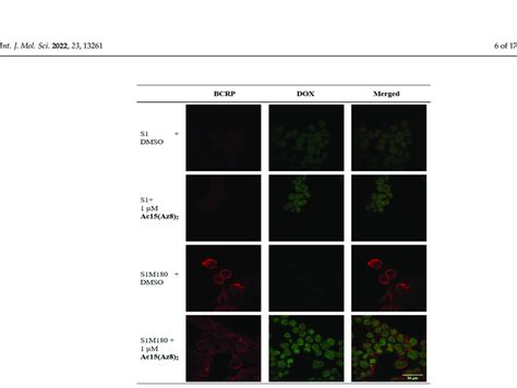 Localization Of Bcrp And The Intracellular Dox Retention In S1 And