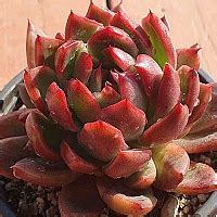 원종레드길바 4168 0224 엑스플랜트