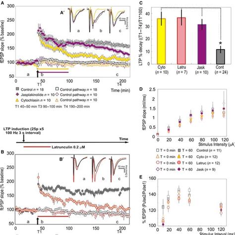 Inhibition Of Actin Polymerization Or Depolymerization At The Time Of