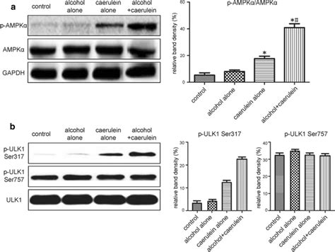 Alcohol Activates The Ampk Signaling Pathway During Ap In Vivo Notes