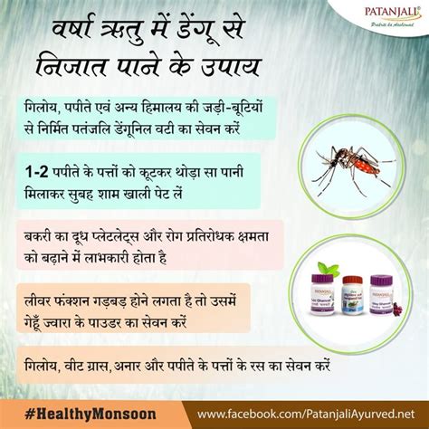 वर्षा ऋतु में डेंगू से निजात पाने के उपाय गिलोय वीट ग्रास अनार और