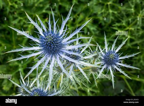 Spiky Flower Plant Care Varieties And Gardening Magic