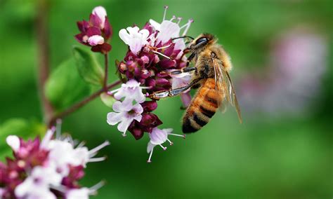 Bee Insect Pollinate Free Photo On Pixabay