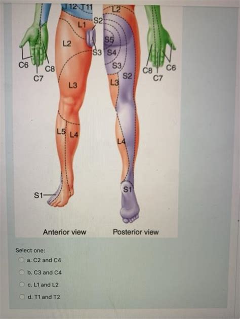 Shingles Leg Dermatome