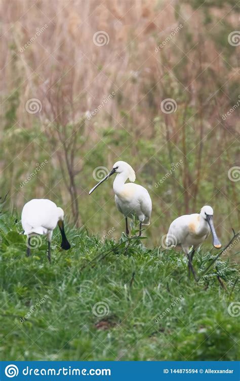 Group Of Eurasian Spoonbills Platalea Leucorodia Common Spoonbills