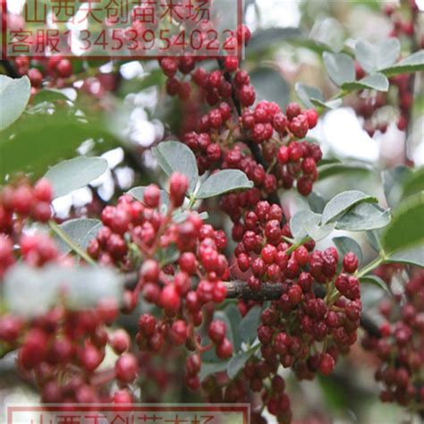 供应花椒苗 花椒苗价格 花椒苗产地产品图片高清大图