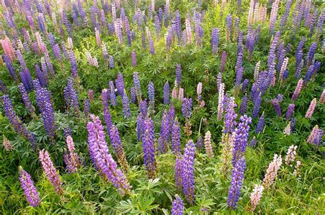 Lupine Description Flower Perennial And Facts Britannica