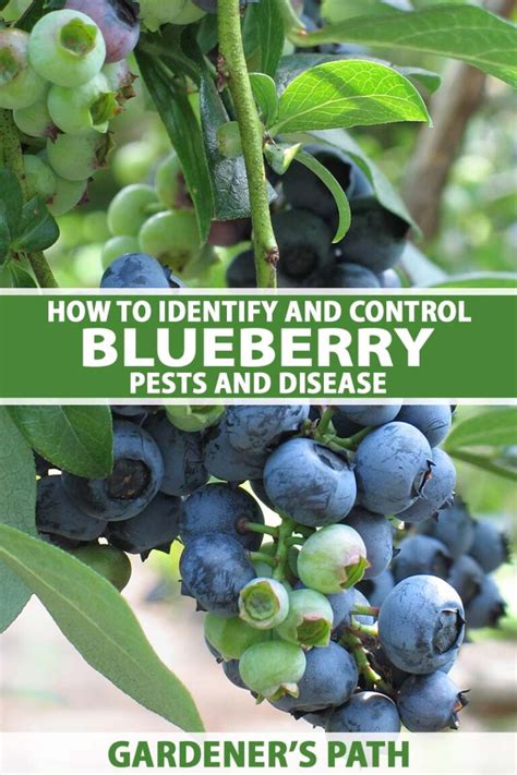 How To Identify And Manage Common Blueberry Pests And Diseases