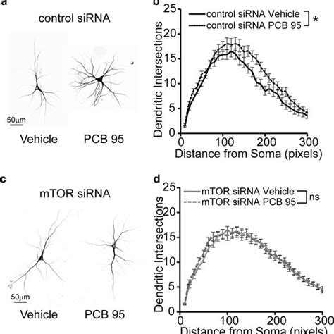 Mtor Signaling Is Required For Pcb 95 Induced Dendritic Growth A