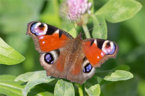 Aglais Io Butterflies Of Croatia