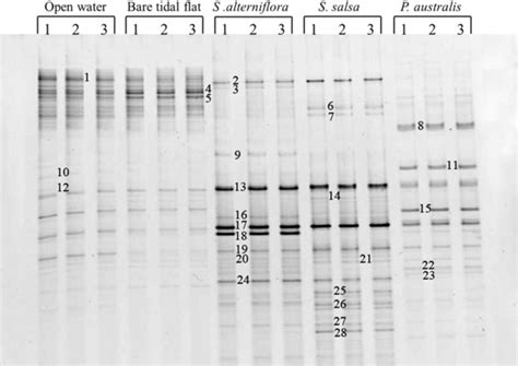 Denaturing Gradient Gel Electrophoresis Dgge Patterns Of Methanogen