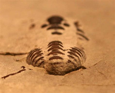 Louisville Fossils And Beyond Project Mini Calymene