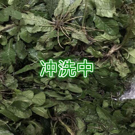 地胆头红花和白花图片 红花地胆头的图片 白花地胆头的图片 第12页 大山谷图库