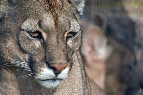 Lobo Del Aire 30 De Agosto Día Internacional Del Puma Fecha Creada