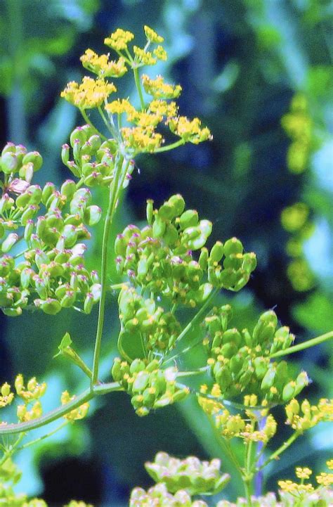 Column Dont Let Wild Parsnip Giant Hogweed Poison Ivy Wreck Your Summer Chicago Tribune