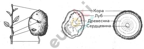 ГДЗ Стр. 58 Биология 6 класс Пасечник ФГОС Рабочая тетрадь