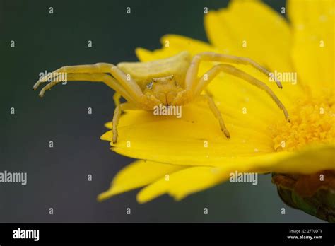 Female Crab Spider Thomisus Onustus Waiting For A Prey On A Flower