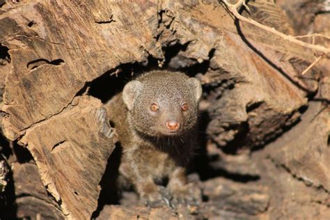 Dwarf Mongoose C Bushwise Africa Geographic