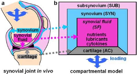A Synovial Joints Composed Of Cartilage Synovium And Synovial