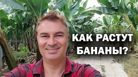 Приехал за настоящими турецкими бананами Как растут бананы в Турции