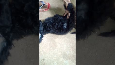 Cachorro Batendo Uma Siririca YouTube