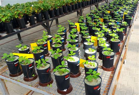 Exploring How Mycorrhiza Affect Strawberry Offspring A Look At Sexual Vs Clonal Reproduction