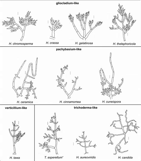 Selected Examples Of Conidiophore Types Of The Trichoderma Anamorphs Of