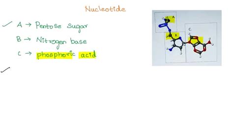 Solved Below Is An Image Of A Nucleotide Match The Labels To The