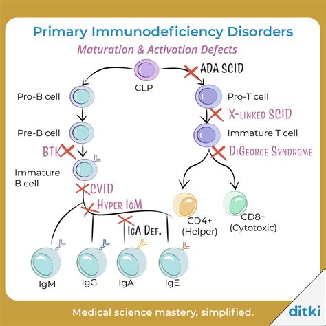 Immunology Microbiology Primary Immunodeficiency Disorders Overview I 2024