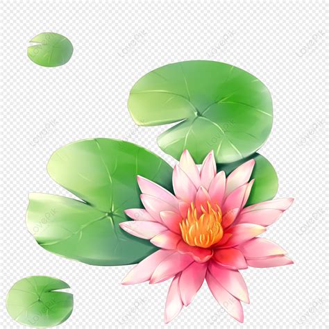 수련 Png 일러스트 무료 다운로드 Lovepik