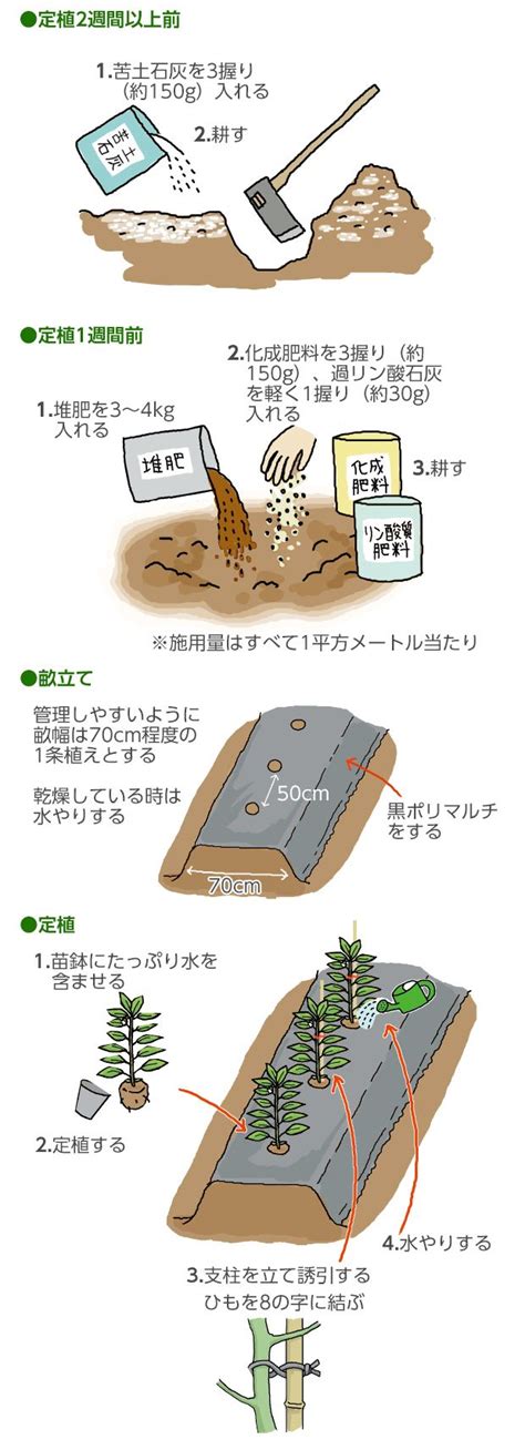 ピーマンの育て方・栽培方法｜失敗しない栽培レッスン（野菜の育て方）｜サカタのタネ 家庭菜園・園芸情報サイト 園芸通信 野菜のガーデン