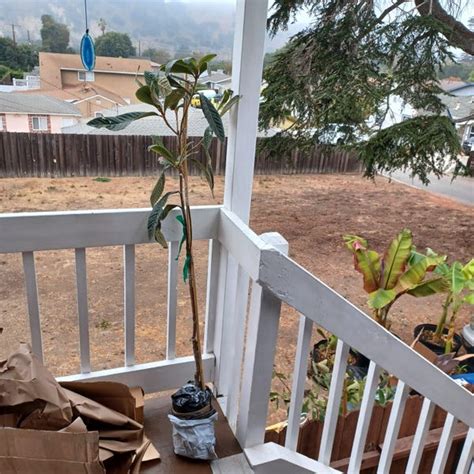Rare Grafted Gwen Avocado Tree Daughter Of Hass Larger Fruit Etsy
