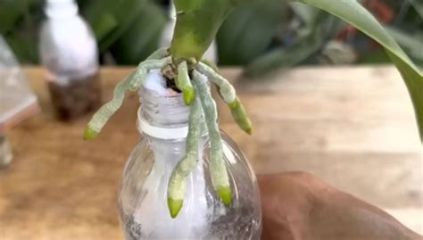 Wenn Sie dies tun müssen Sie sich nie wieder Sorgen machen dass eine wurzellose Orchidee