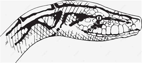 Indian Python Genus Venomous Fangs Vector Genus Venomous Fangs Png Indian Python Genus Venomous Fangs Vector Genus Venomous Fangs Png