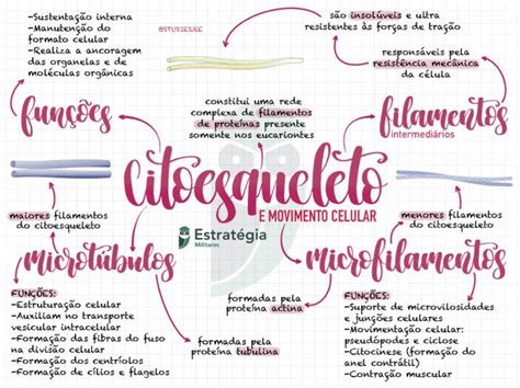 Mapa Mental Citoesqueleto Citoesqueleto El Conjunto D