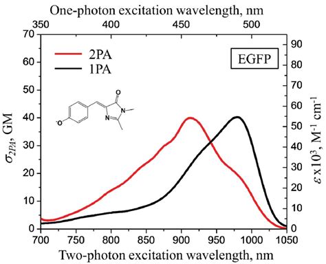 Absorption Spectra Of Egfp 2pa Cross Section Red Line Left Vertical Download Scientific