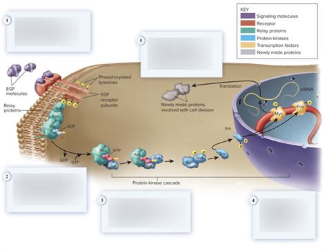 Egf Pathway Diagram Quizlet
