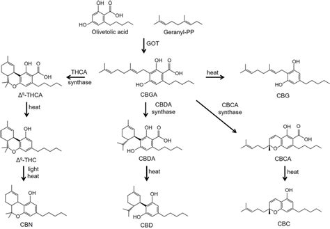 Cannabinoid Cb1 Receptor Structure And Signaling A Structural