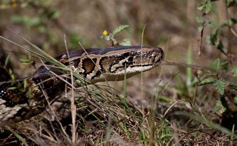 Burmese Python Florida Hunt How Long It Lasts Prize Money