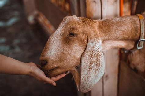 Anthrax Management In Goats Disease Symptoms Treatment Diagnosis And Prevention