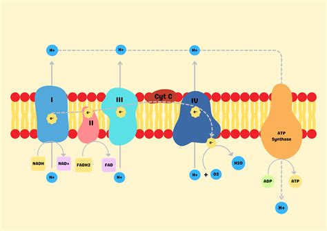 Cellular Respiration And Fermentation Quizlet