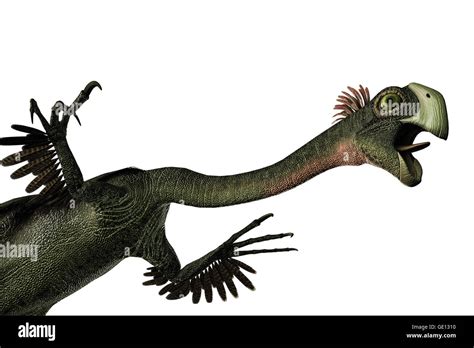 3d Illustration Of A Gigantoraptor Isolated On White Background Stock