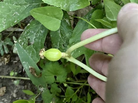 Record 1078710 Details Maryland Biodiversity Project