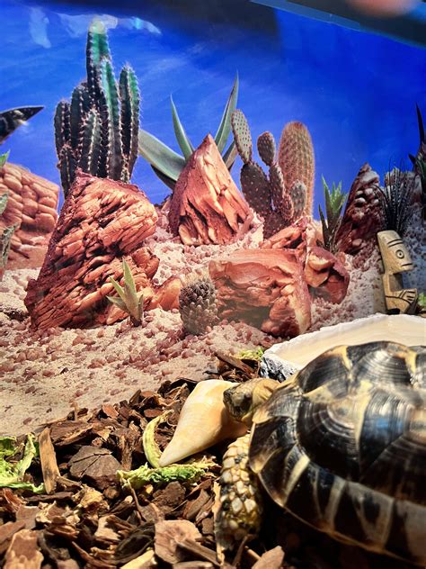 Bumpy Is His Name Turtle