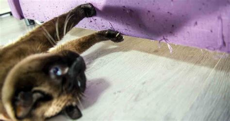 How To Stop Cats From Scratching Furniture We Love Cats And Kittens