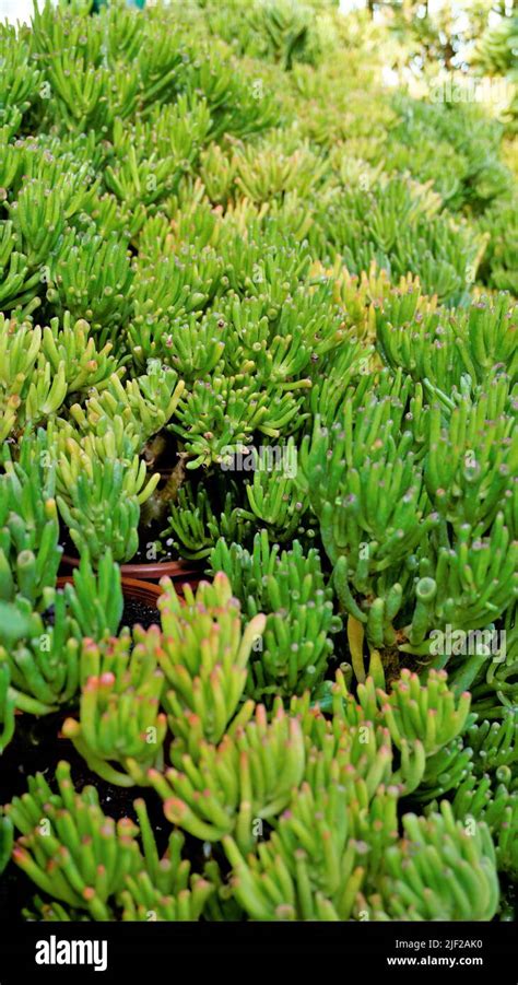 Beautiful Exotic Rare Crassula Ovata Gollum Finger Jade Plant From A